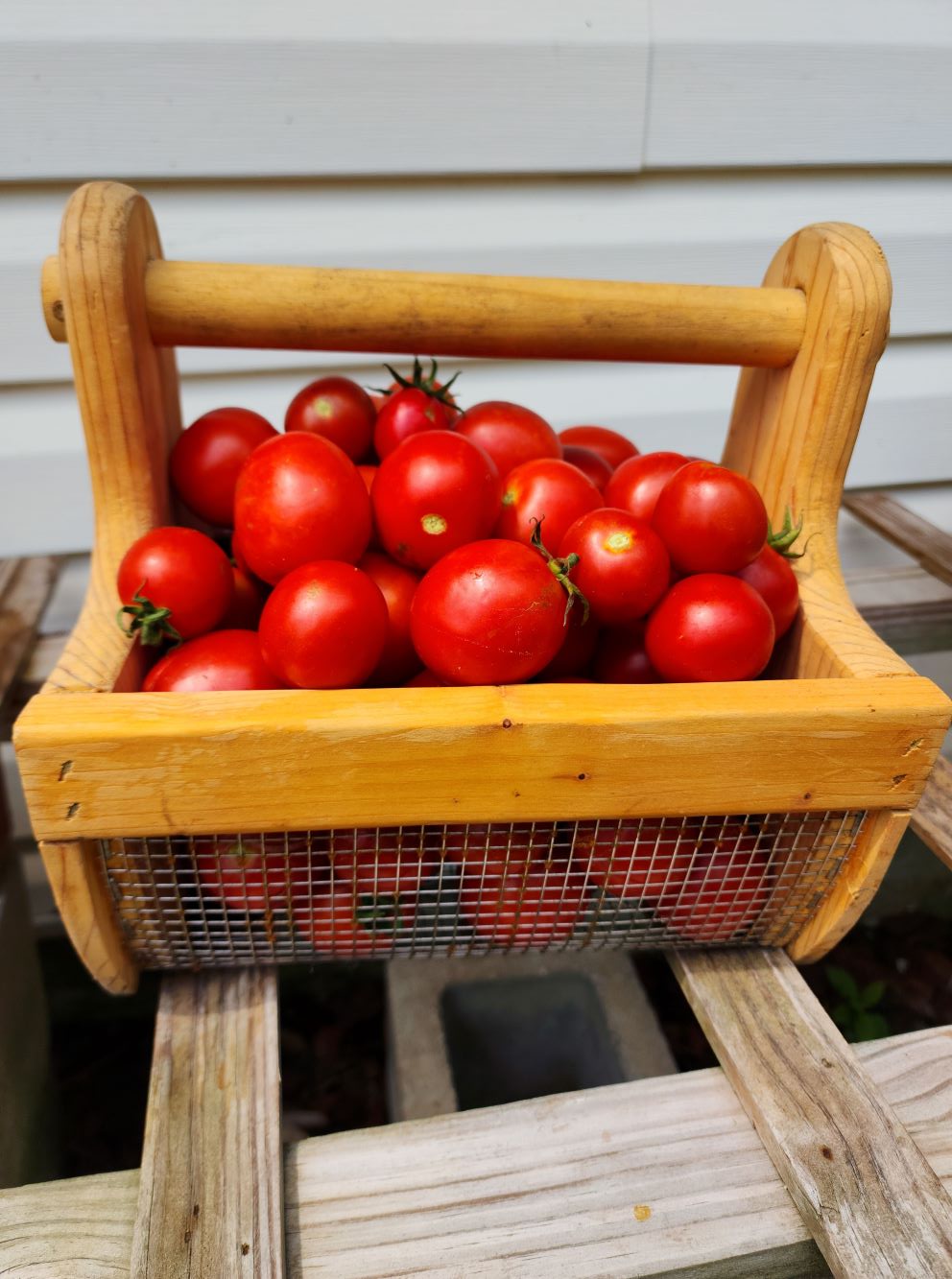 What Kind of Magic is Tomato Dust? – Gary Grows at Heritage Cottage