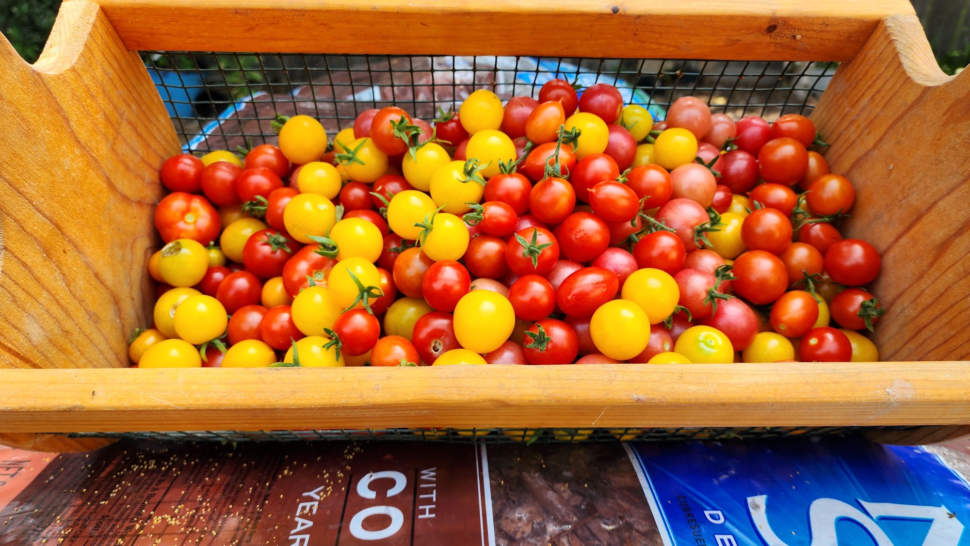 My 2023 Tomato Epiphany: Dwarf/Micro Tomatoes – Gary Grows at Heritage ...